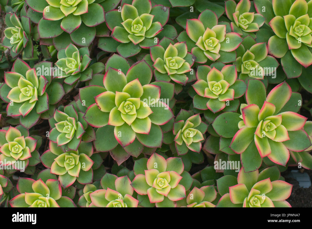 Aeonium aeonium sp hi-res stock photography and images - Alamy