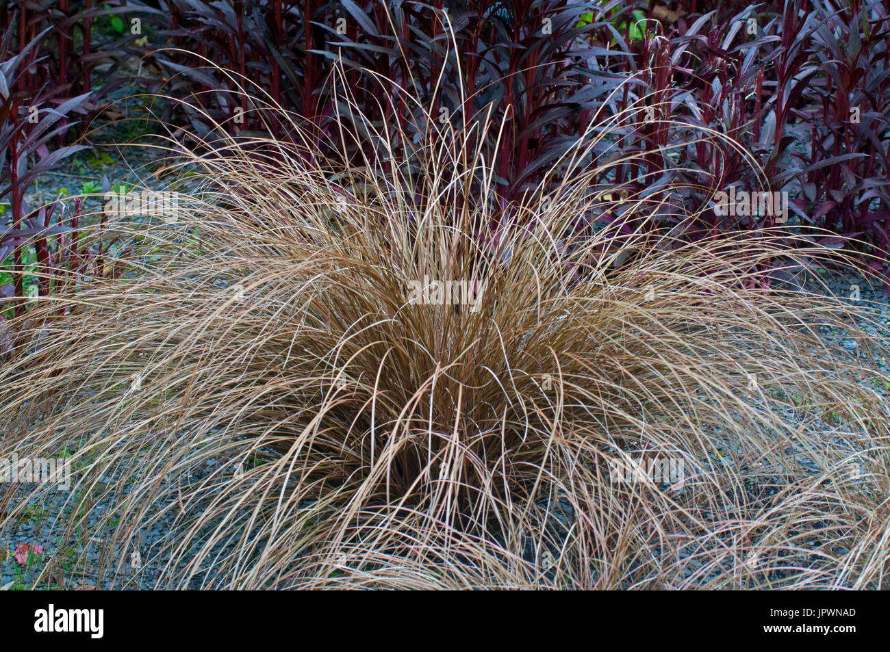 Sedge family hi-res stock photography and images - Alamy