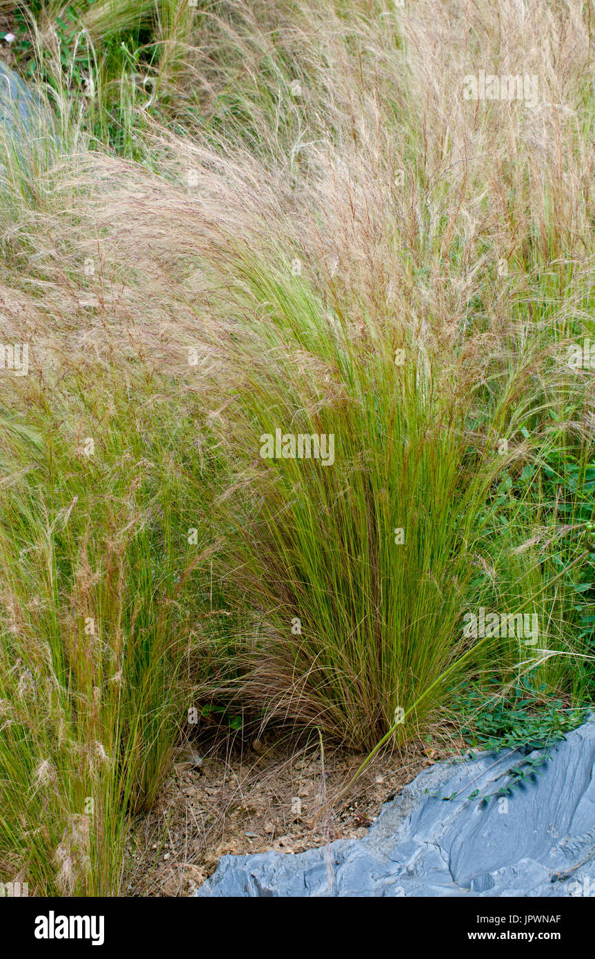 Feather grass in a garden Stock Photo - Alamy