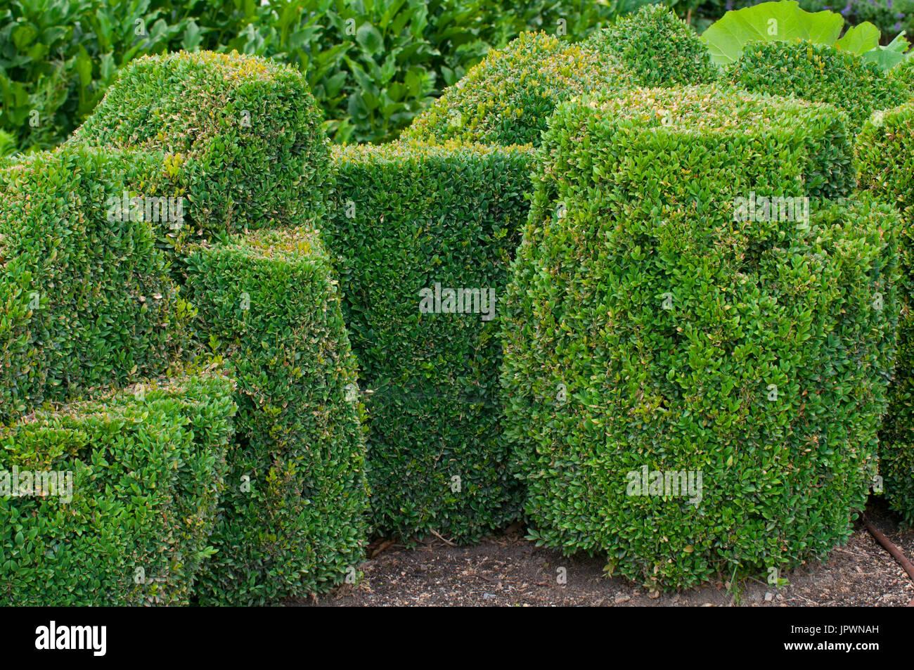 Common box topiaries in a garden Stock Photo - Alamy
