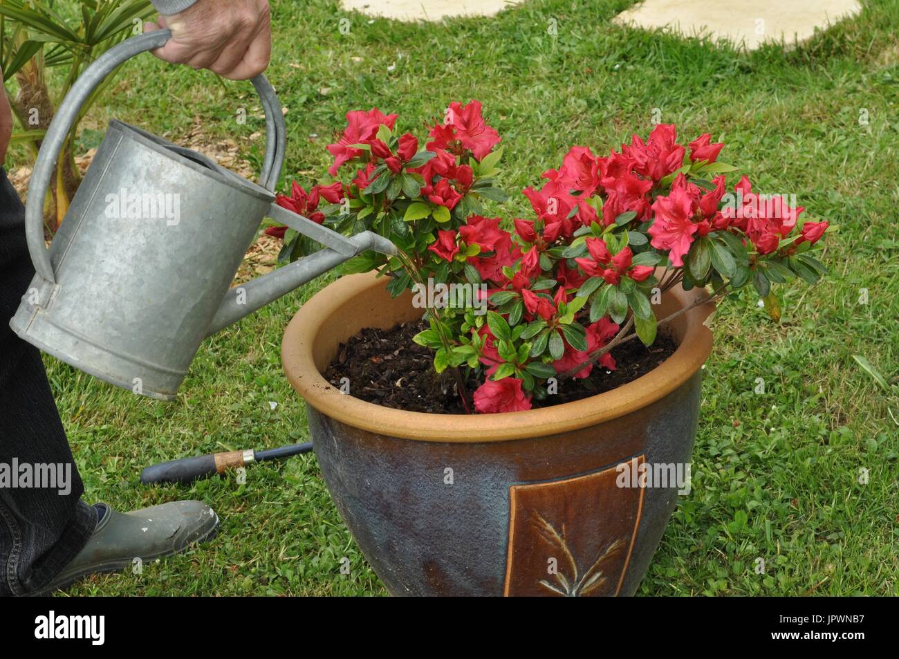 Feeding of a Japanese azalea Stock Photo - Alamy