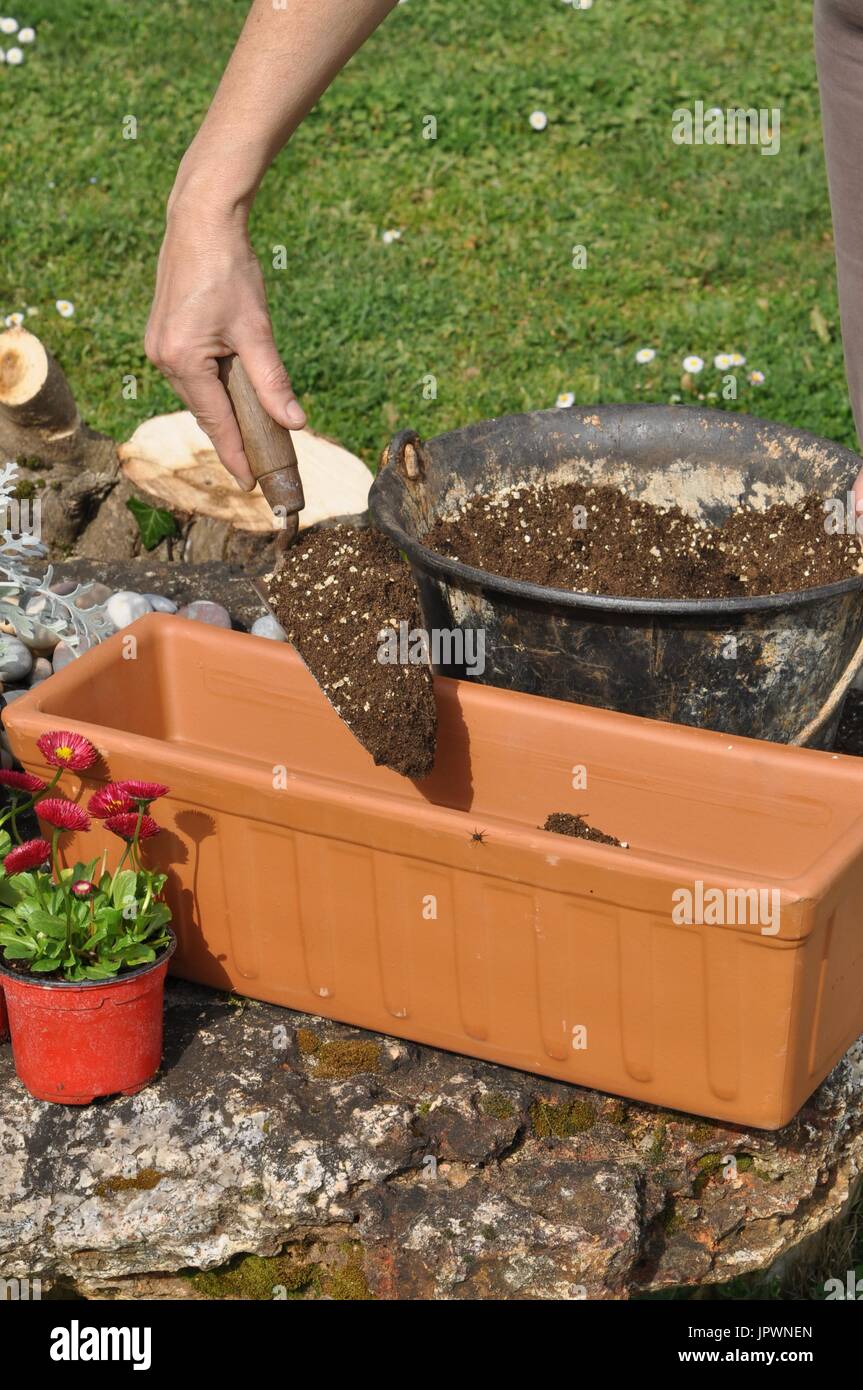 Preparing Pots For Planting How To Prepare Colourful Winter Plant
