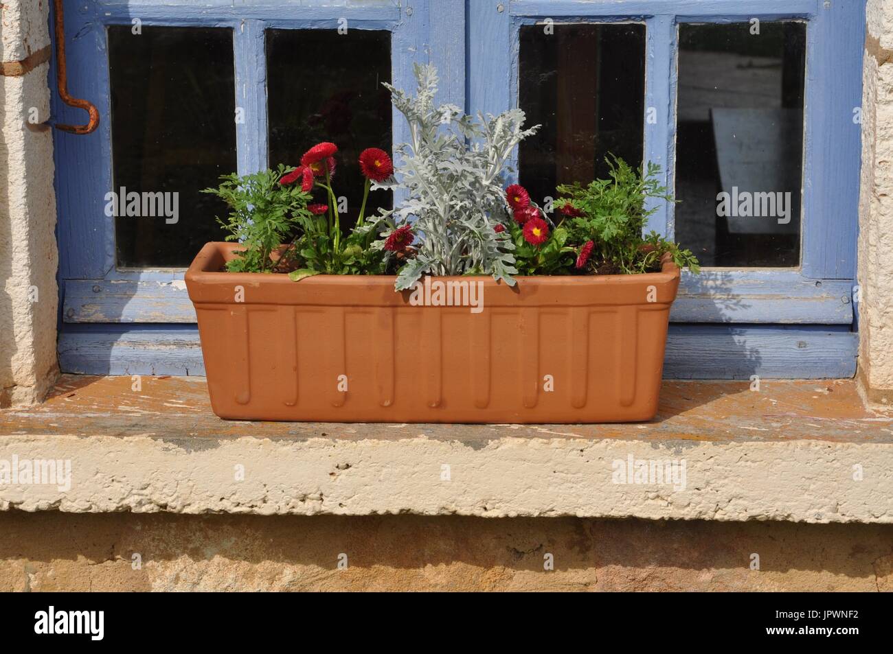 Preparation and planting of a window flower pot Stock Photo - Alamy