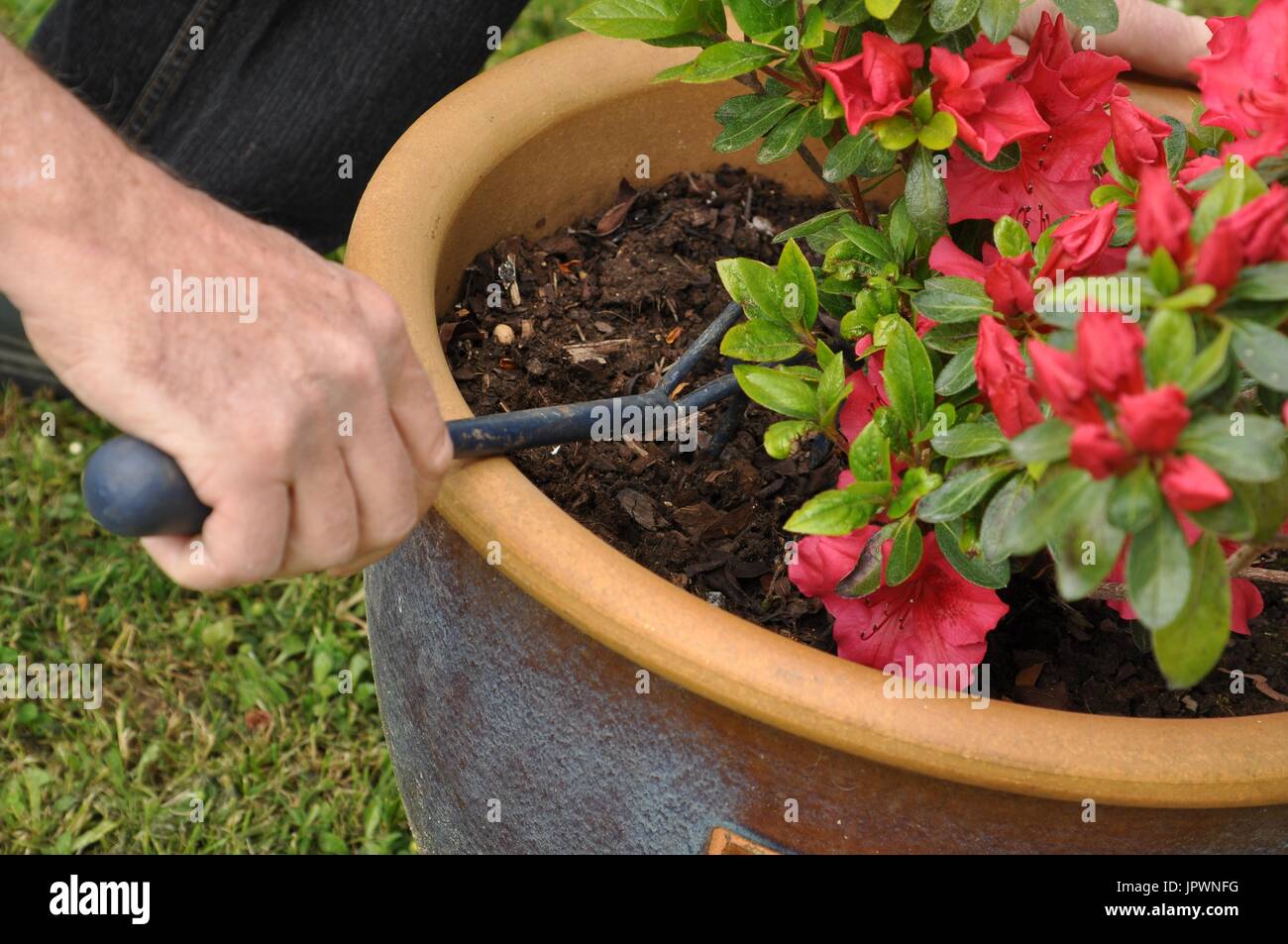 Azalea pot plant hi-res stock photography and images - Alamy
