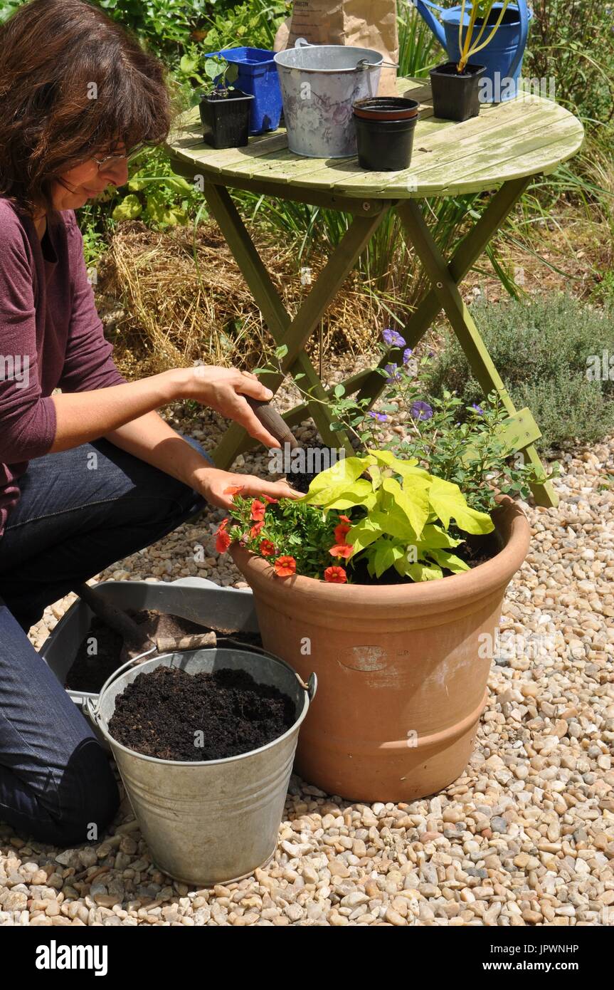 Layout of a pot with annual and climbing plants Stock Photo - Alamy