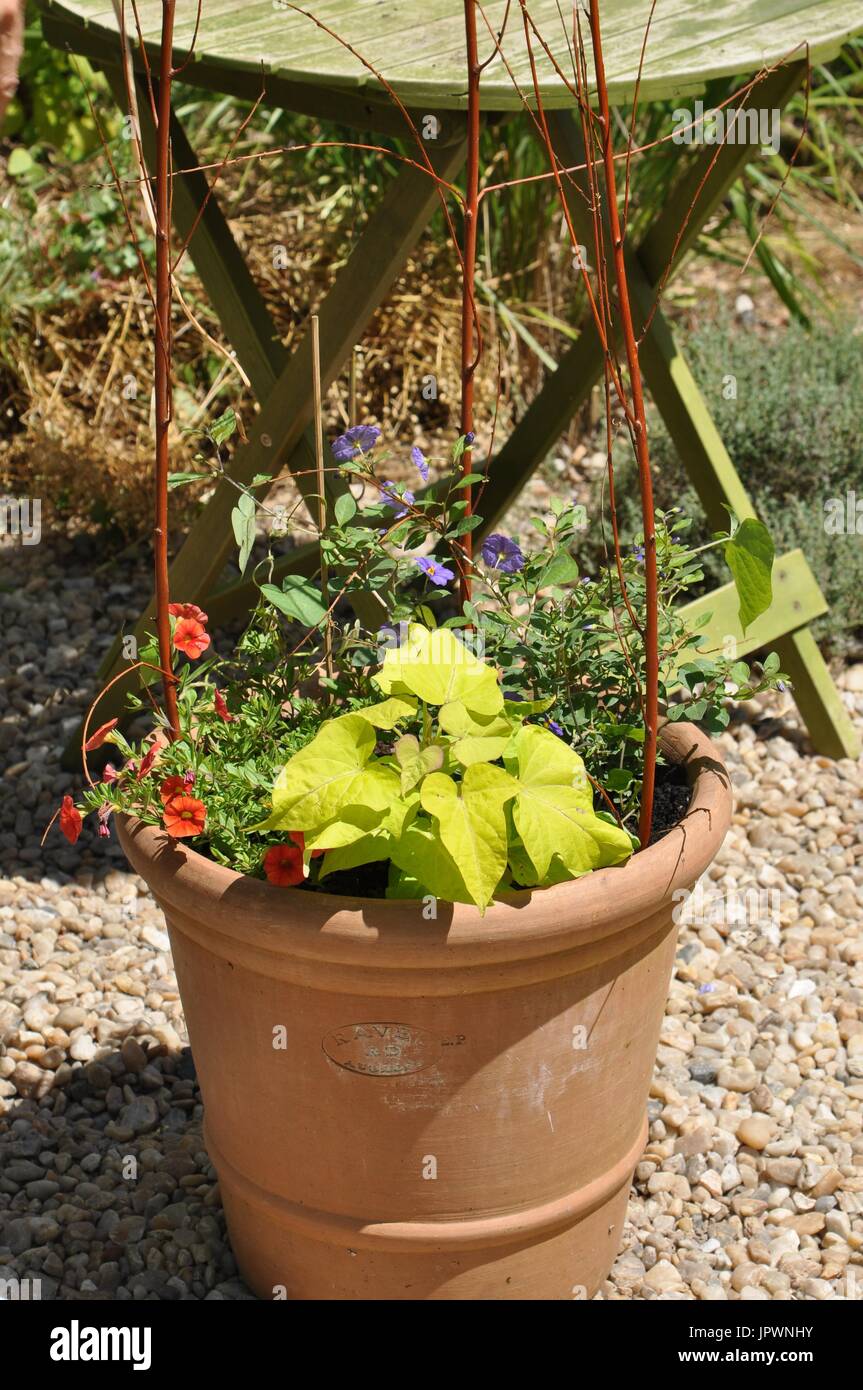 Climbing annual vine hi-res stock photography and images - Alamy