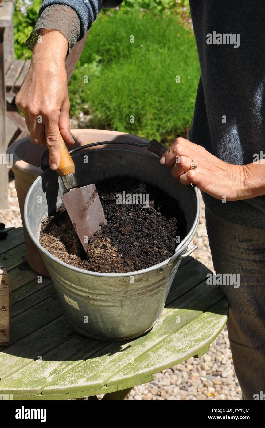 Lily bucket hi-res stock photography and images - Alamy