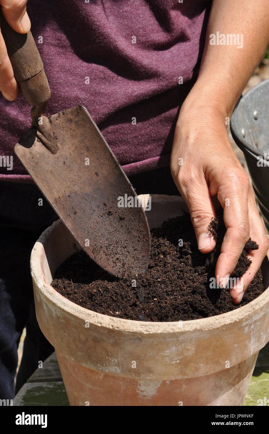 Planting of a begonia bulb in a pot Stock Photo - Alamy