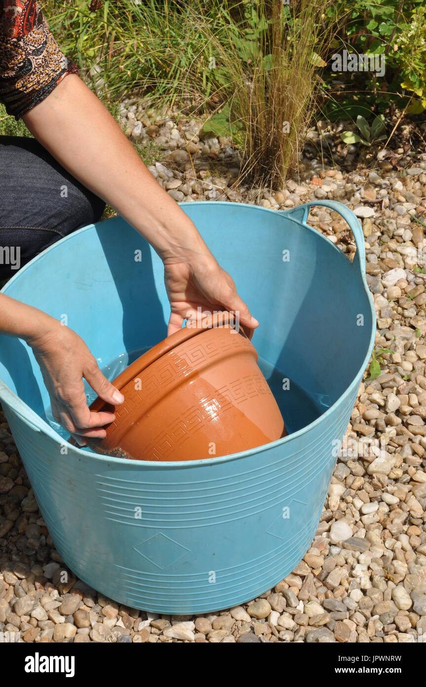 Soaking of a newpot in water Stock Photo - Alamy