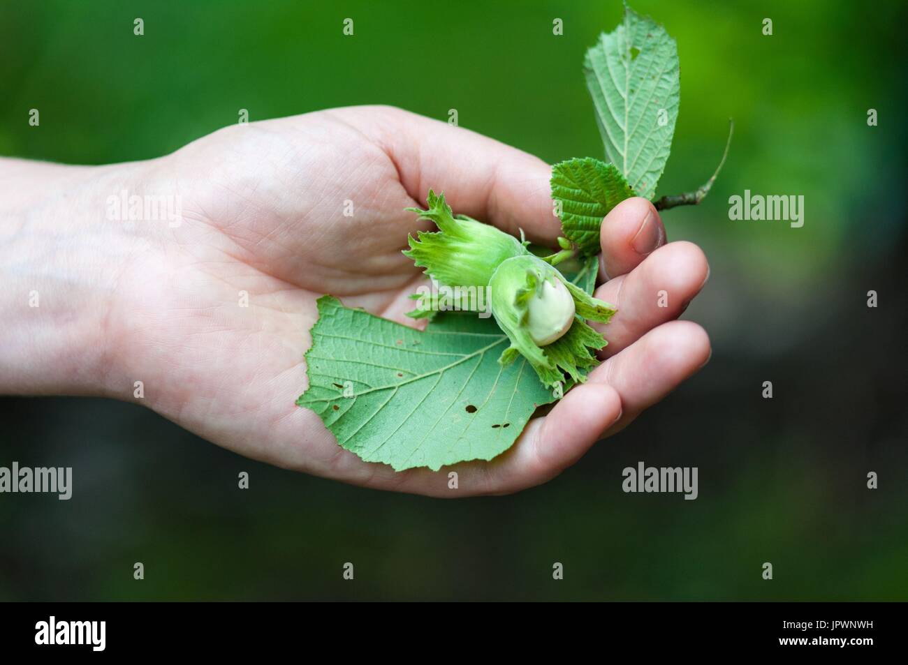 Picking of Hazelnuts in a garden Stock Photo - Alamy