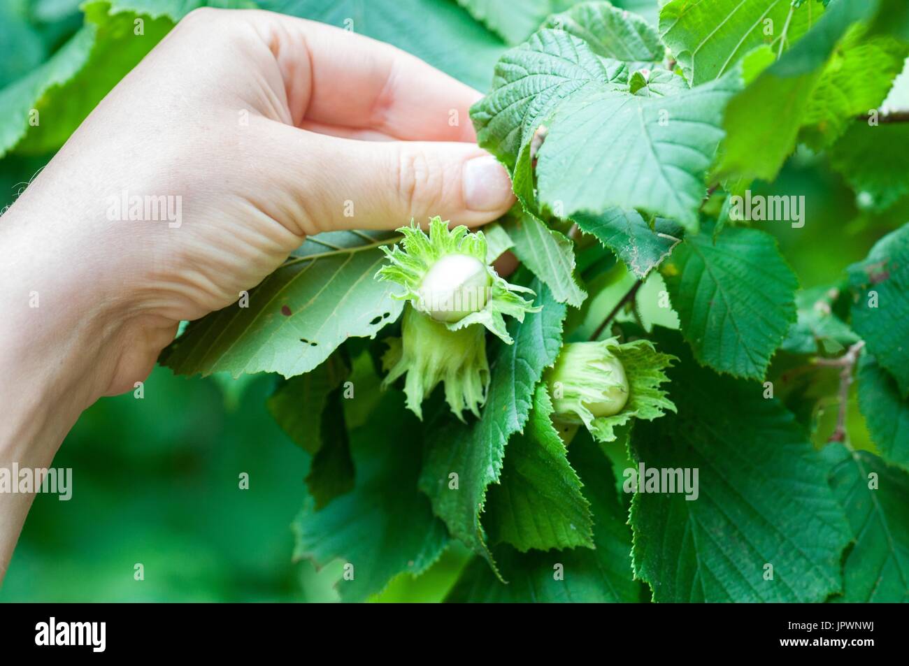 Picking of Hazelnuts in a garden Stock Photo - Alamy