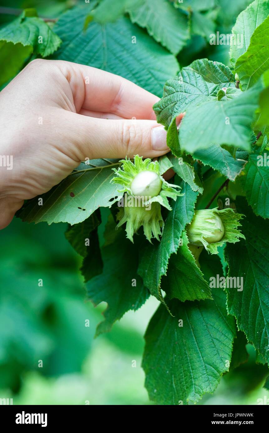 Picking of Hazelnuts in a garden Stock Photo - Alamy