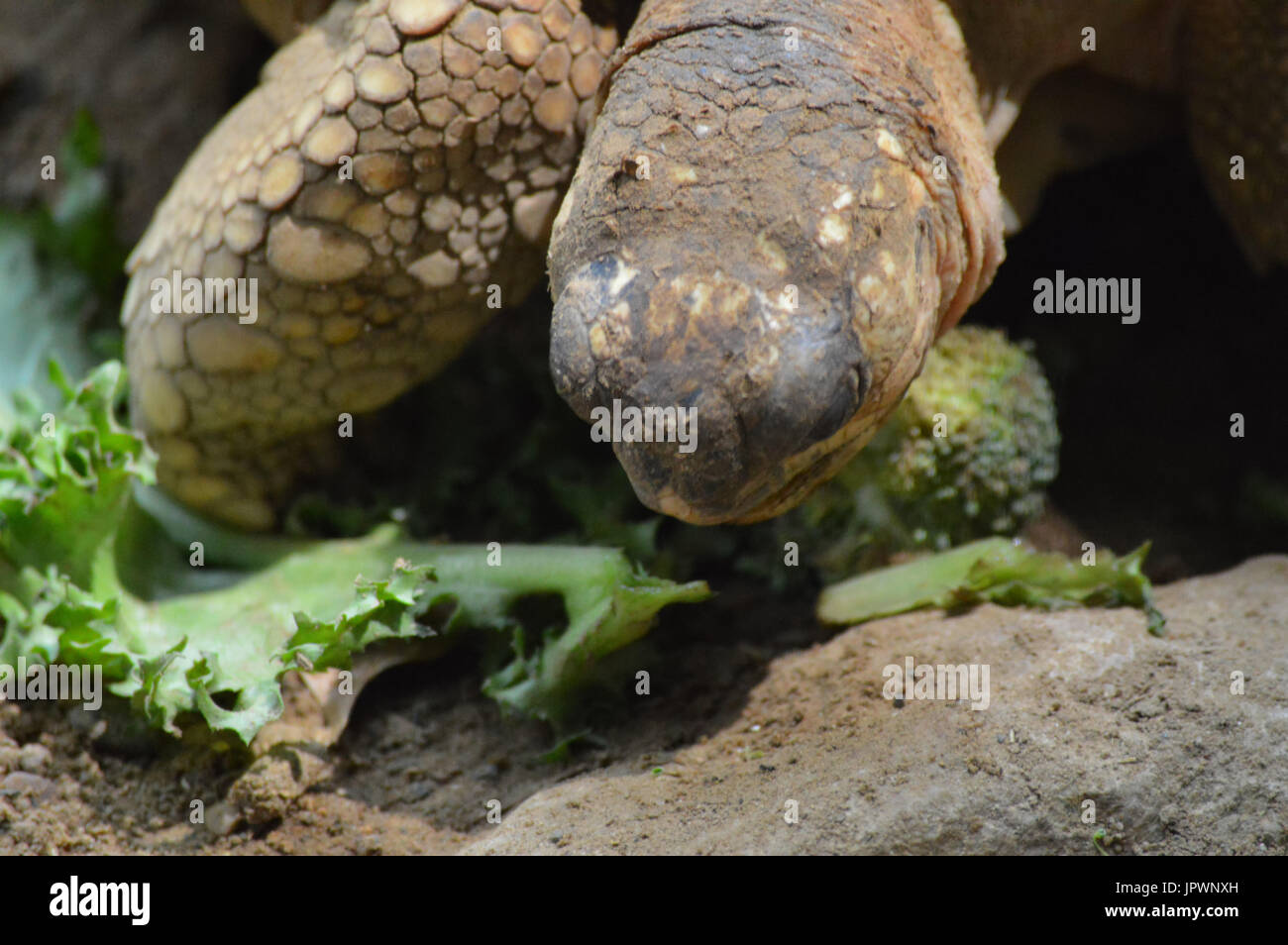 Hungry tortoise hi-res stock photography and images - Alamy