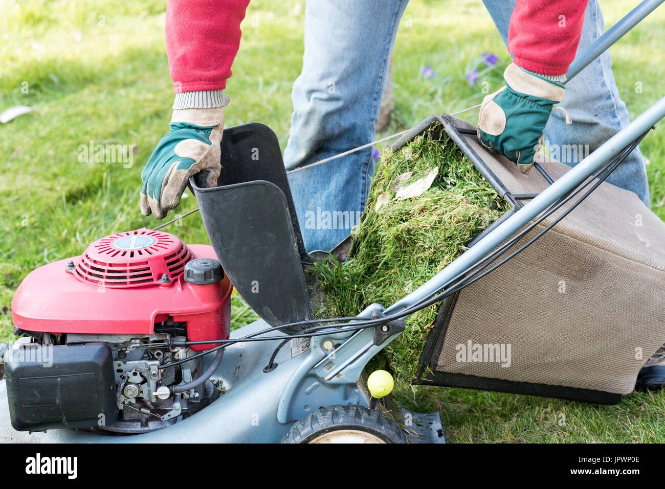Emptying of a lawn mower grass collection box Stock Photo - Alamy
