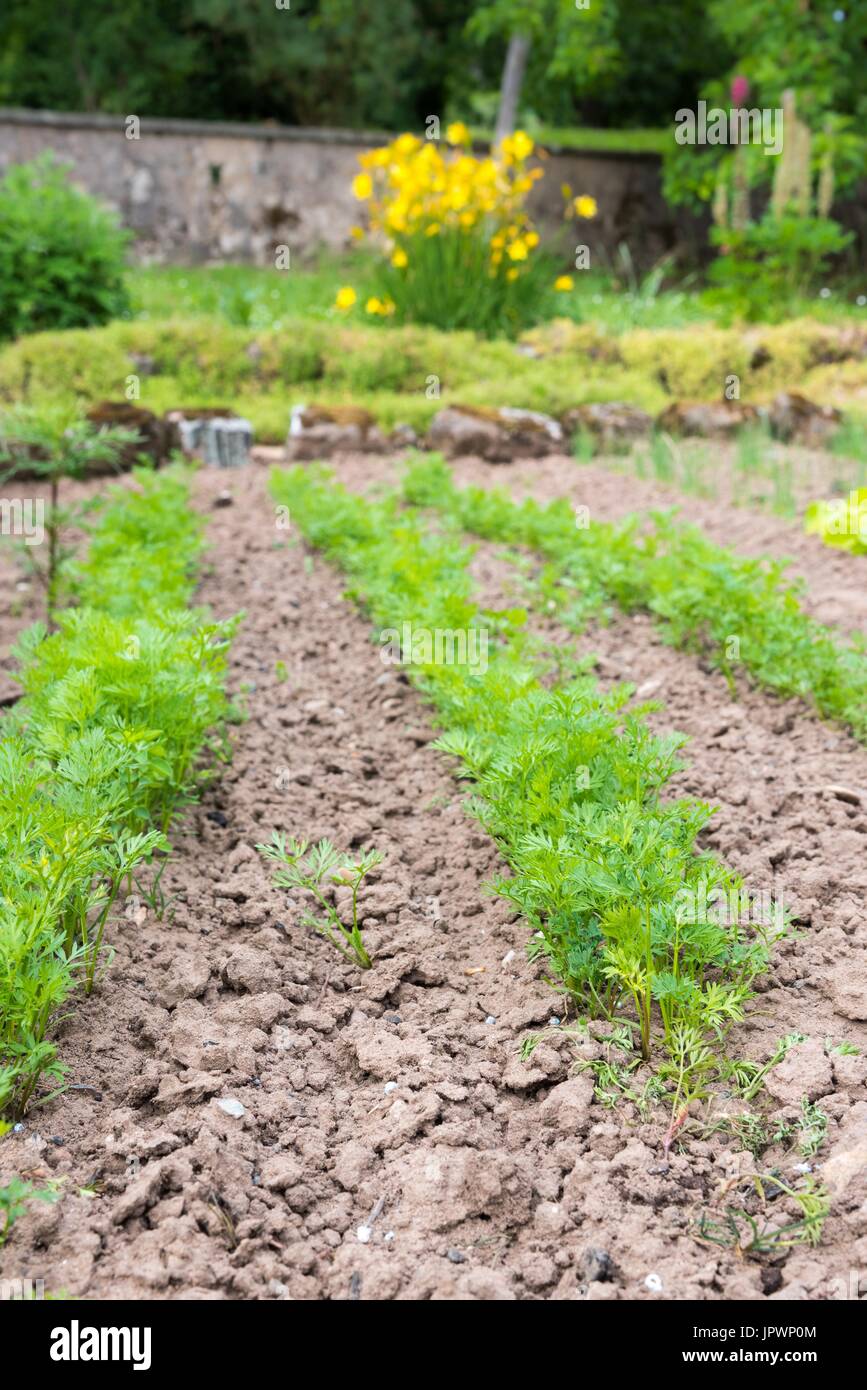 Carrots in a kitchen garden Stock Photo - Alamy
