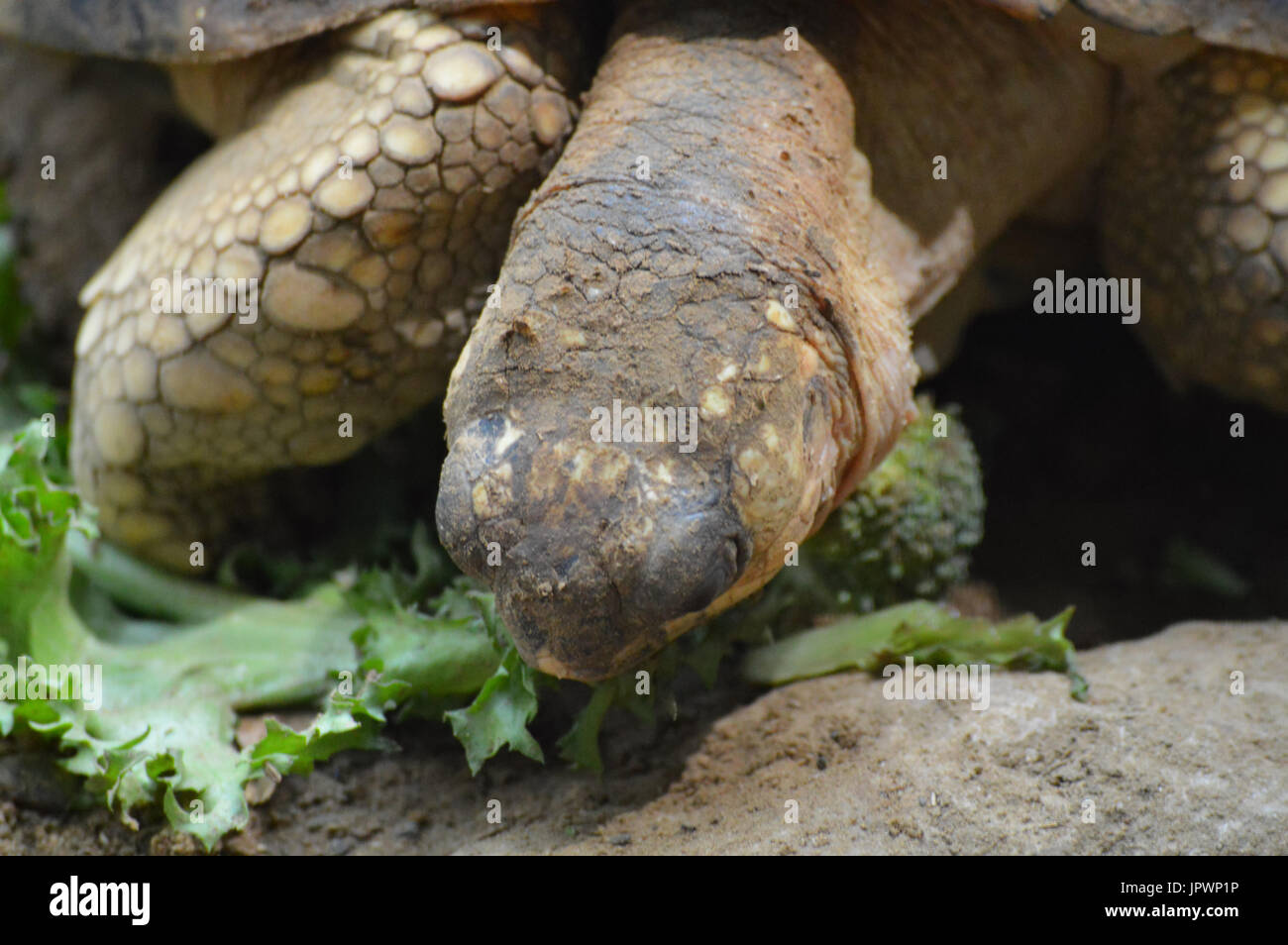 Tortoise eating lettuce Stock Photo - Alamy