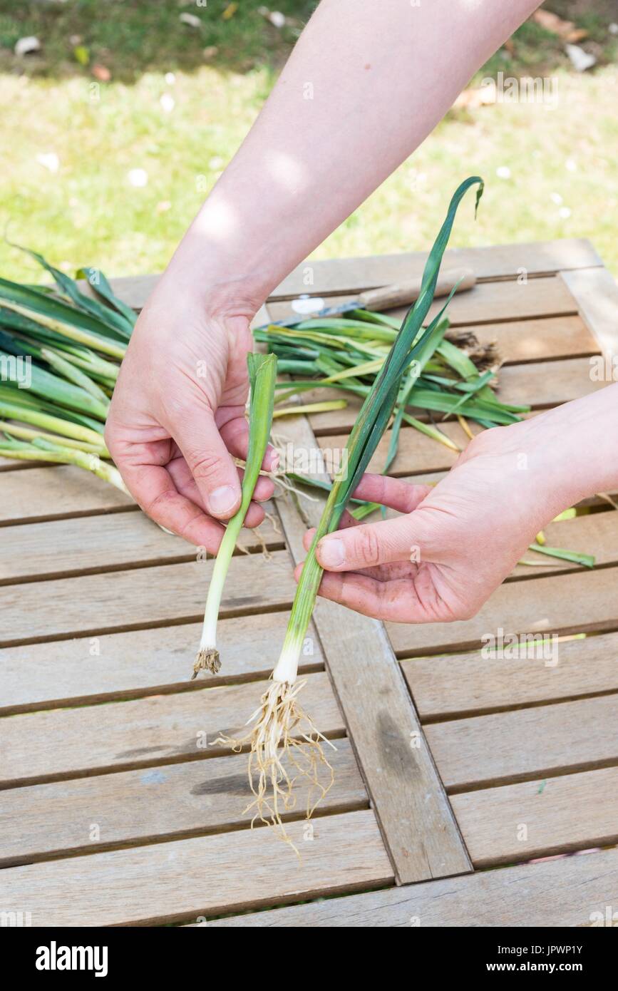 Preparation of the winter leek plants for transplanting Stock Photo - Alamy