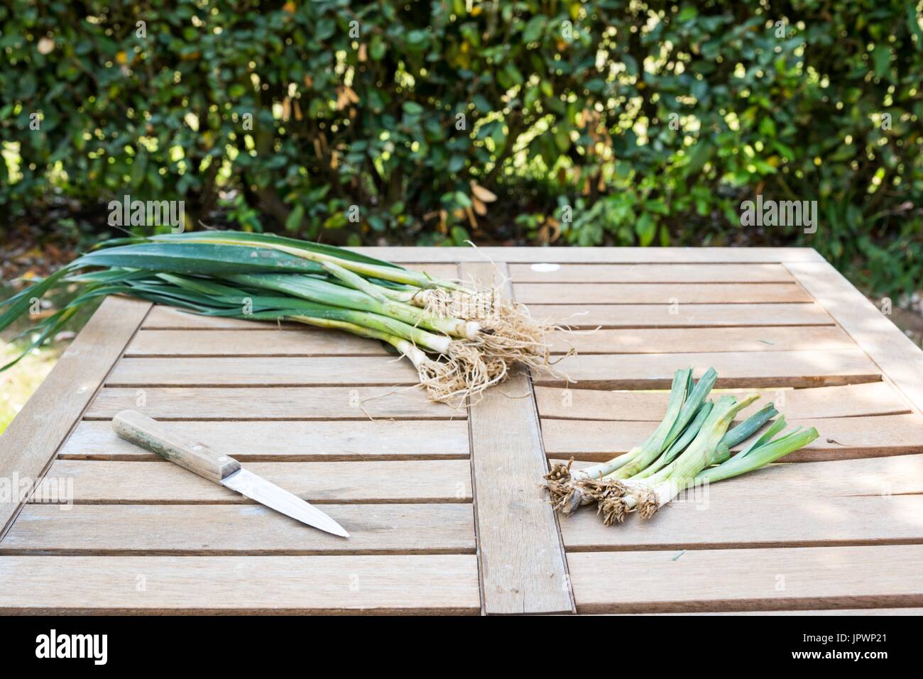 Preparation of the winter leek plants for transplanting Stock Photo - Alamy