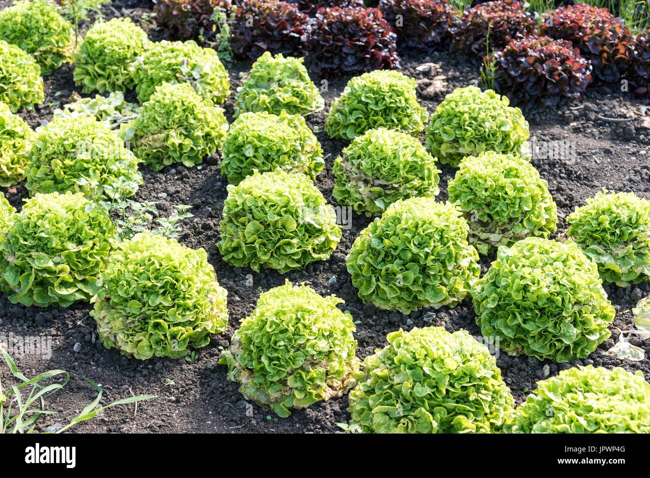 Lactuca quercina hi-res stock photography and images - Alamy