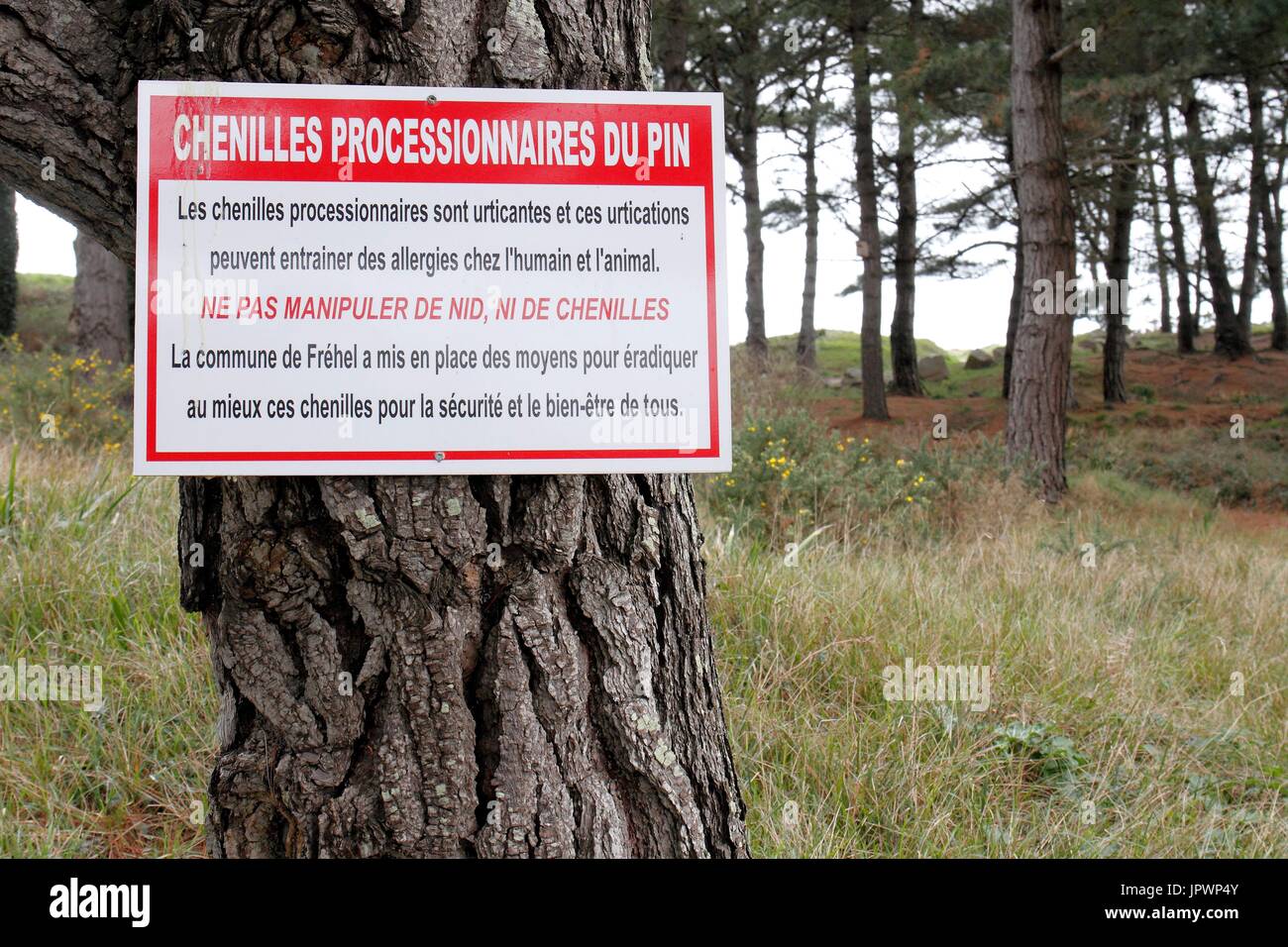 Pine processionary moth hi-res stock photography and images - Alamy