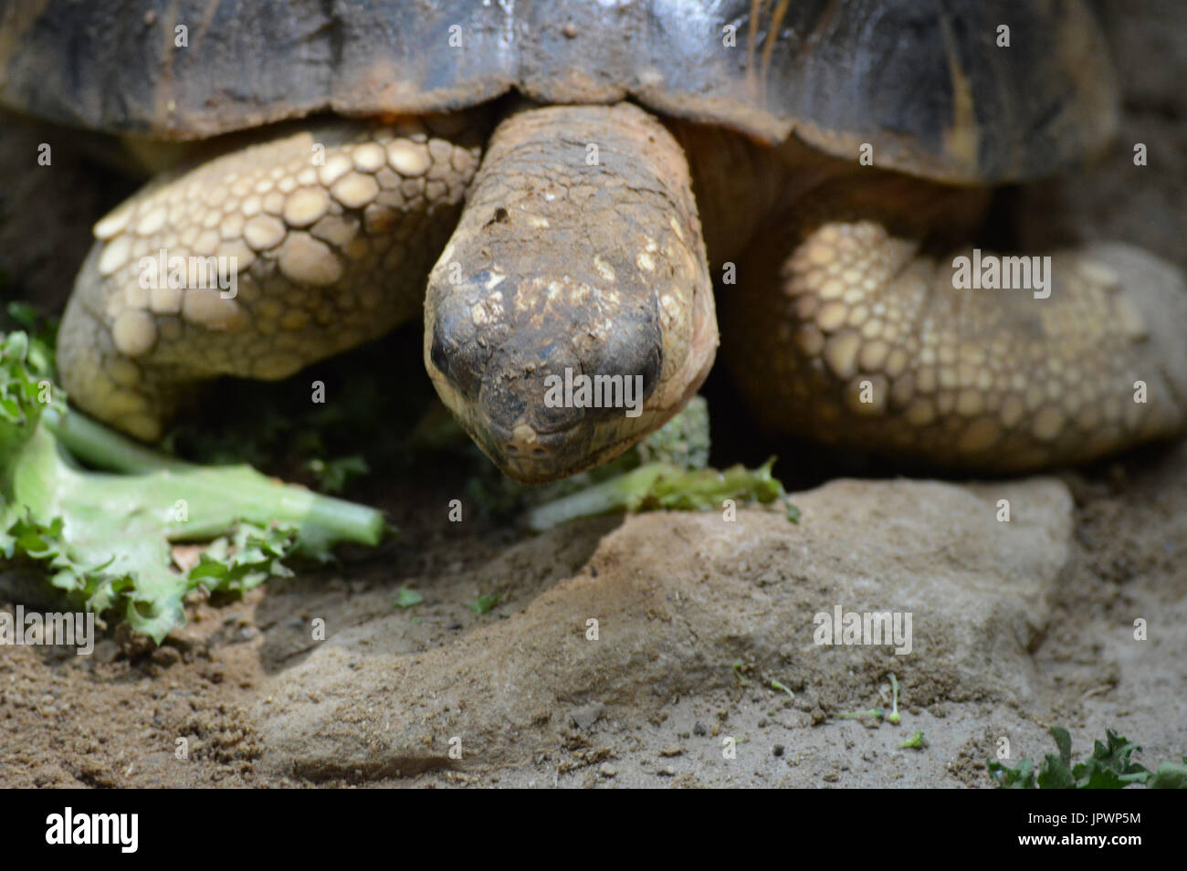 Hungry tortoise hi-res stock photography and images - Alamy