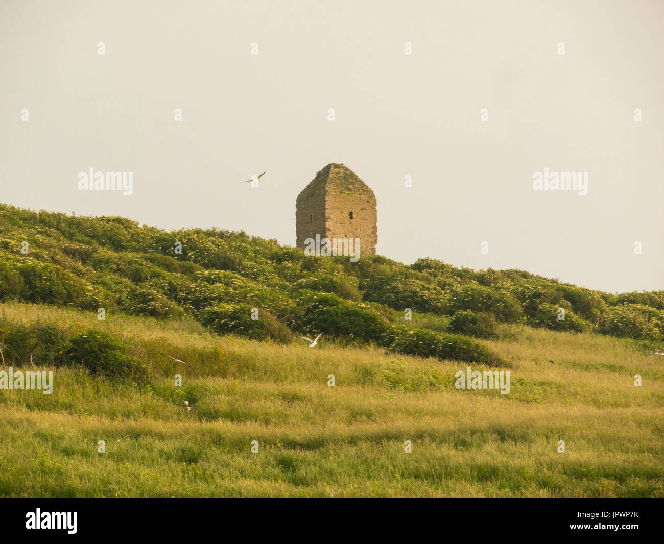 Remains 12thc Church tower monastery ruins Puffin Island Ynys Seiriol ...