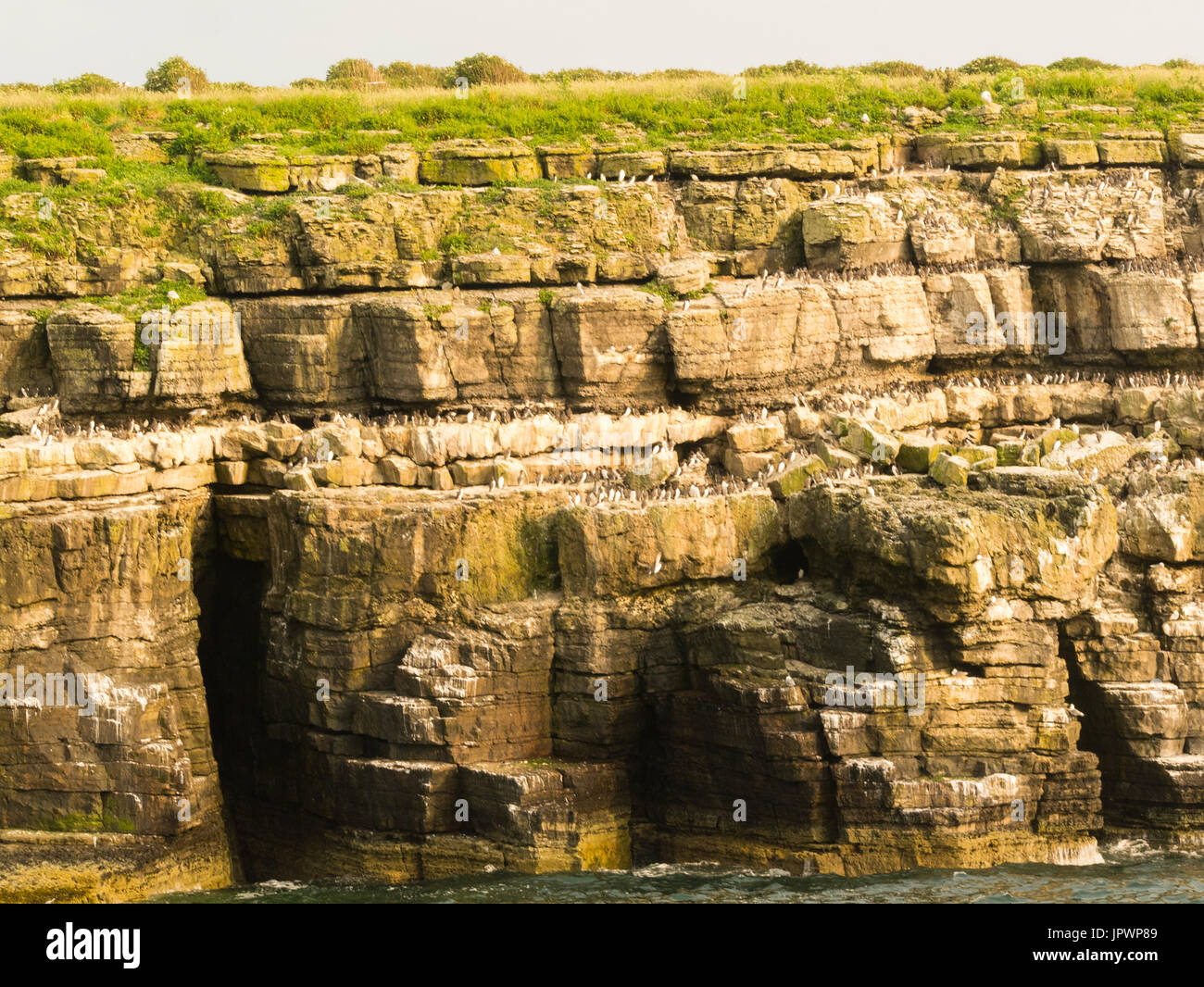 Steep Carboniferous limestone cliffs with hundreds of nesting guilemots ...