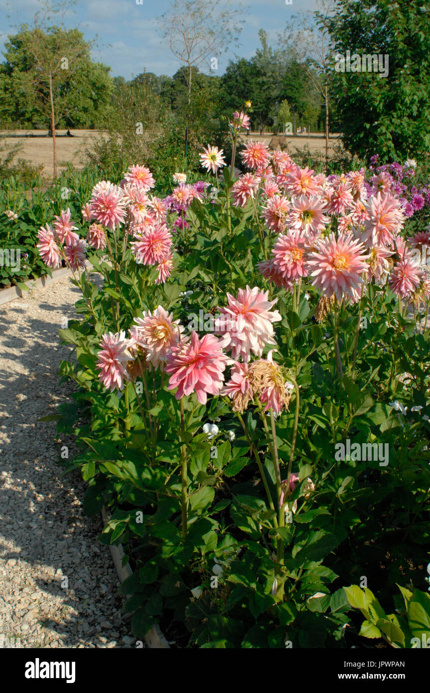 Dahlia bel amour hi-res stock photography and images - Alamy