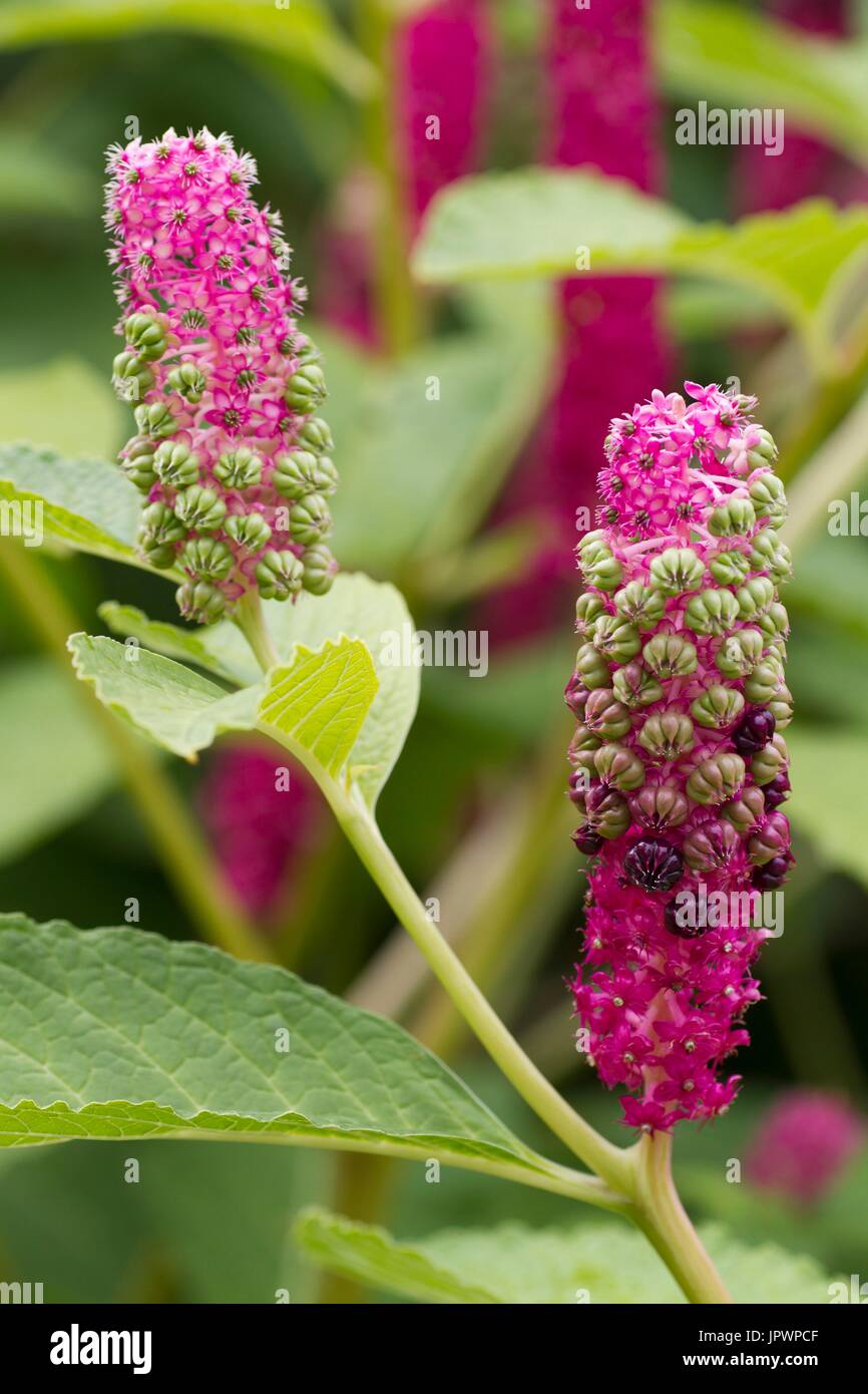 Indian poke in fruit - Phytolacca acinosa Stock Photo - Alamy