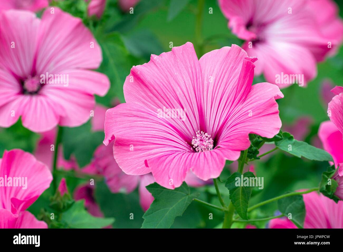 Annual mallows lavatera trimestris hi-res stock photography and images ...
