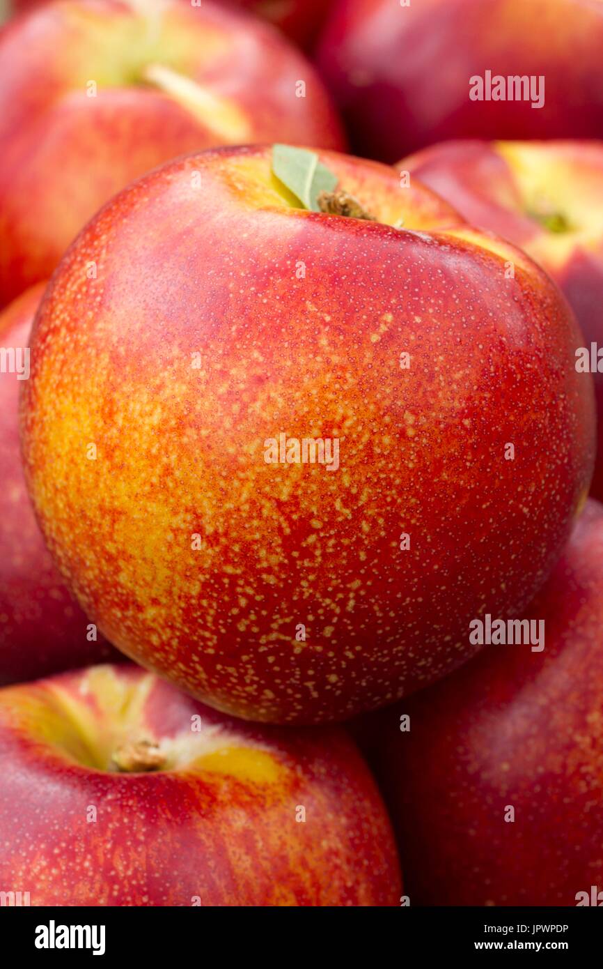 Yellow nectarine, Prunus persica var. nucipersica Stock Photo - Alamy
