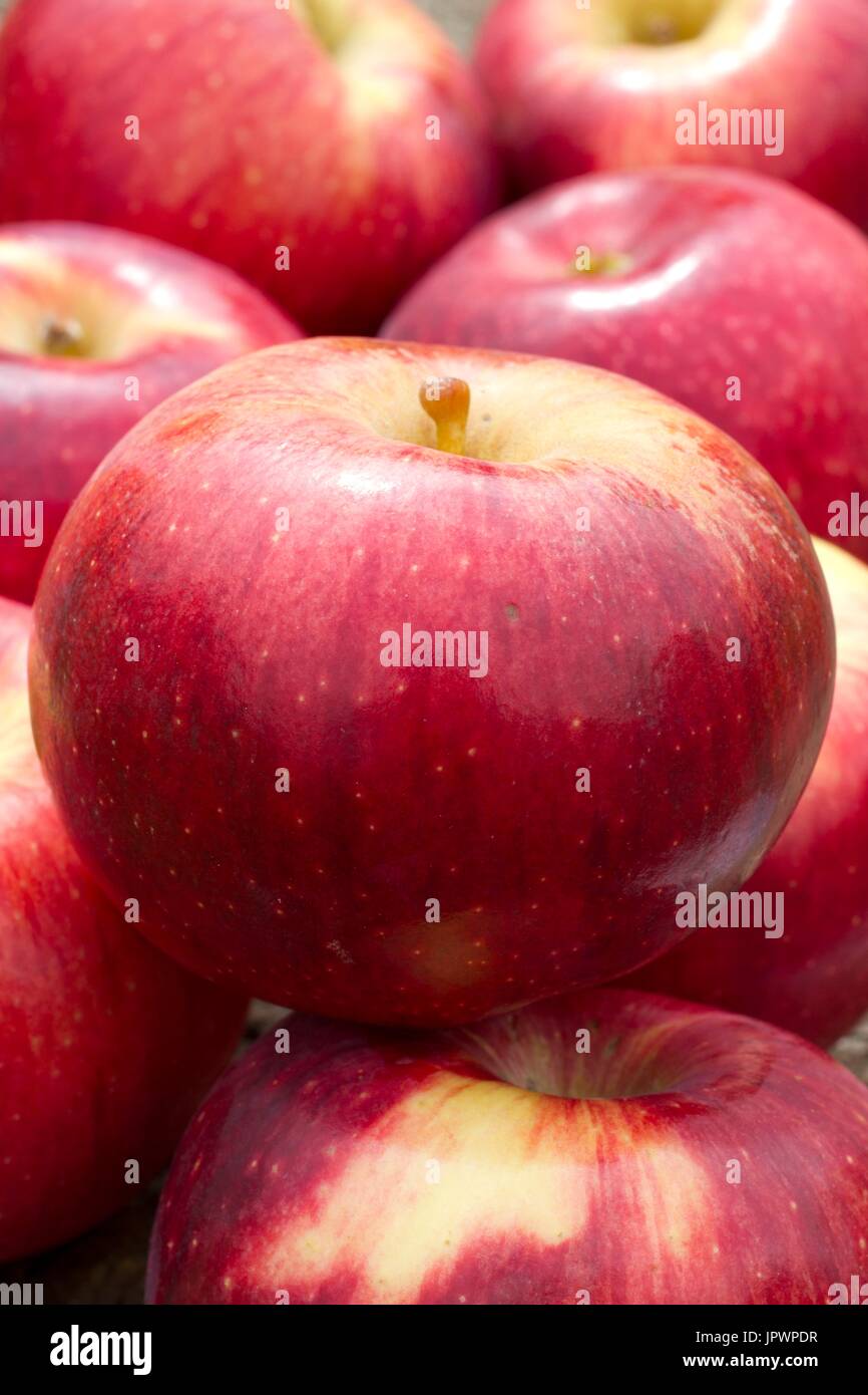 Apple malus sp tree flowering hi-res stock photography and images - Alamy