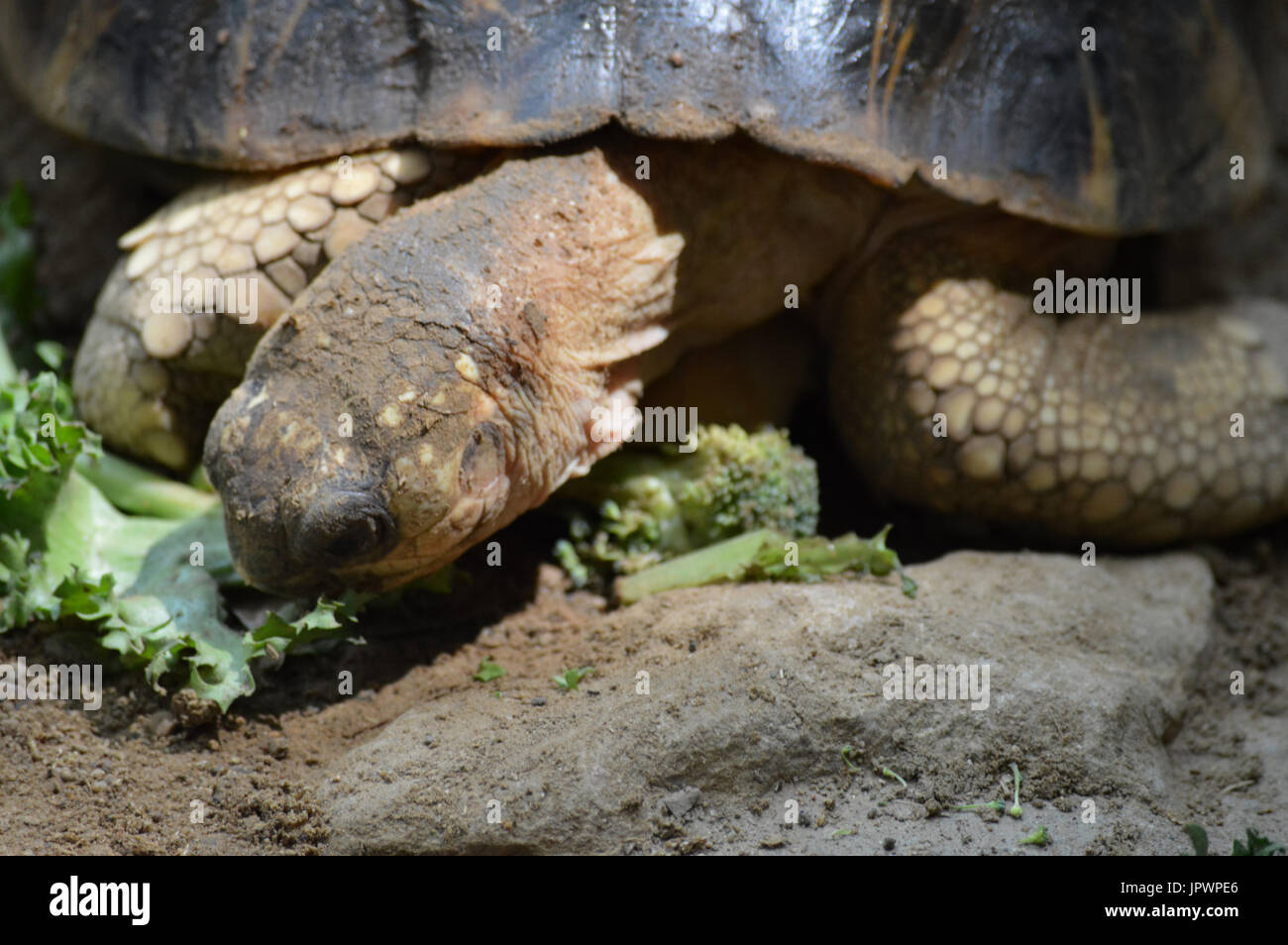 Tortoise eating lettuce Stock Photo - Alamy