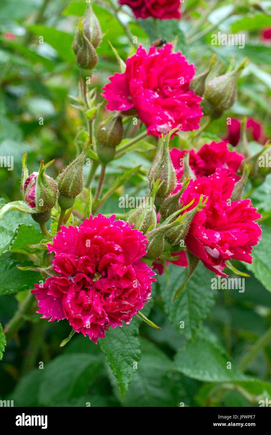 Rose-tree 'Grootendorst Supreme' in bloom Stock Photo - Alamy