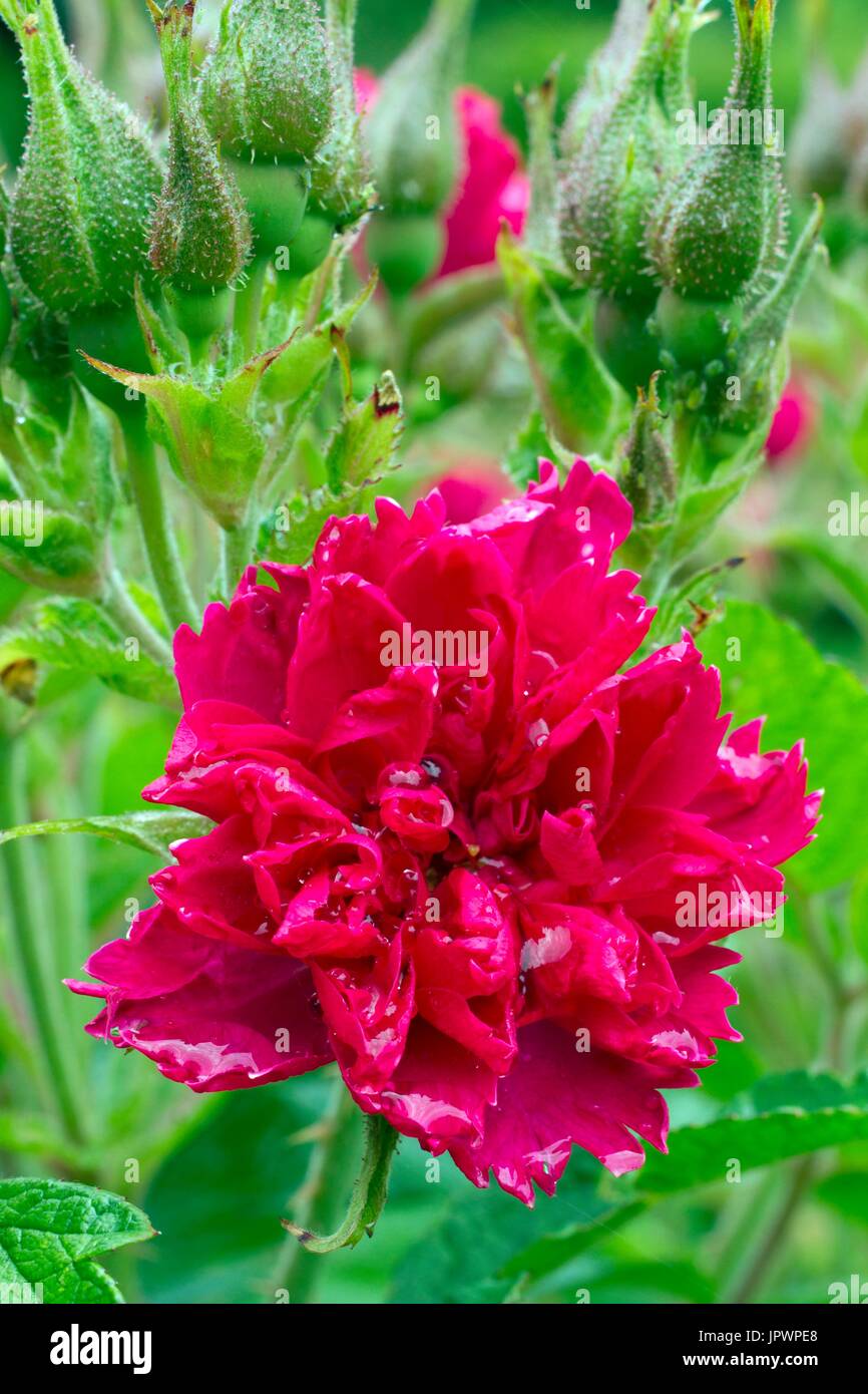 Rose-tree 'Grootendorst Supreme' in bloom Stock Photo - Alamy