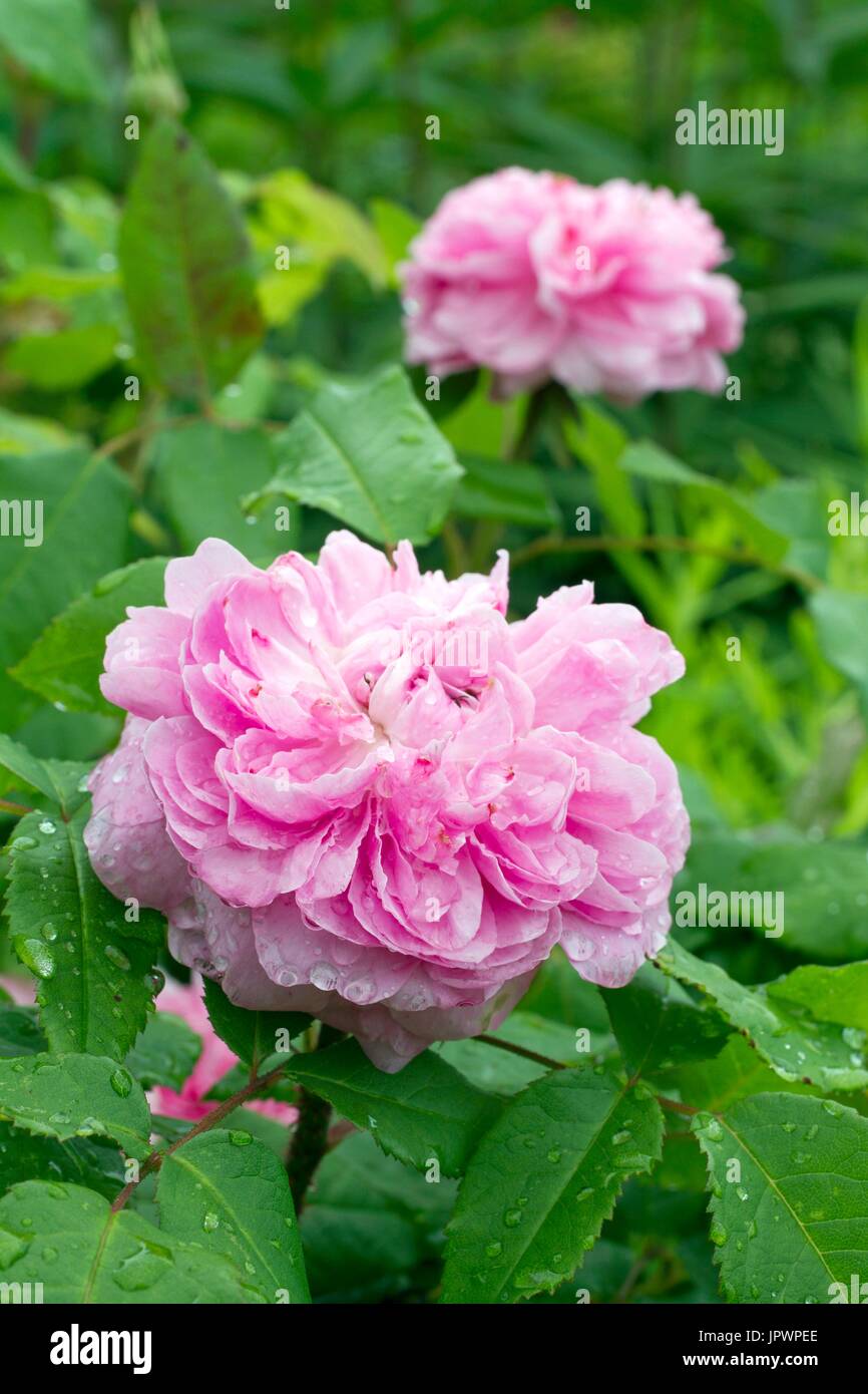 Rose-tree 'Jacques Cartier' in bloom Stock Photo - Alamy