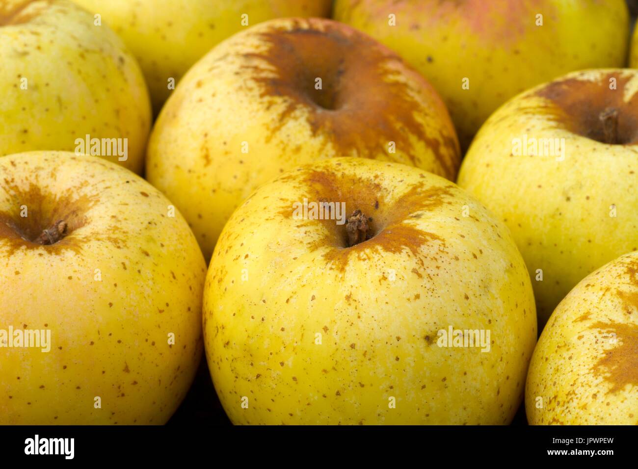 Apple 'Reinette d'Armorique' Stock Photo - Alamy