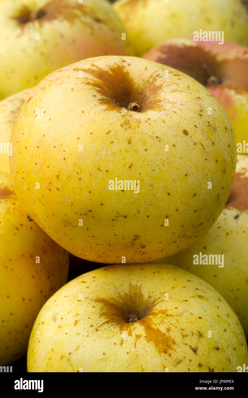 Apple 'Reinette d'Armorique' Stock Photo - Alamy