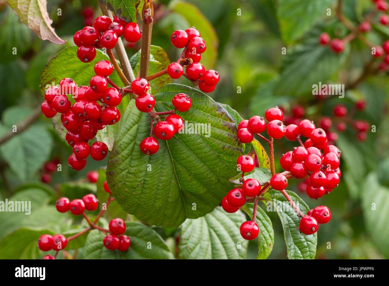 Wright's viburnum in fruit in a garden - Viburnum wrightii Stock Photo ...