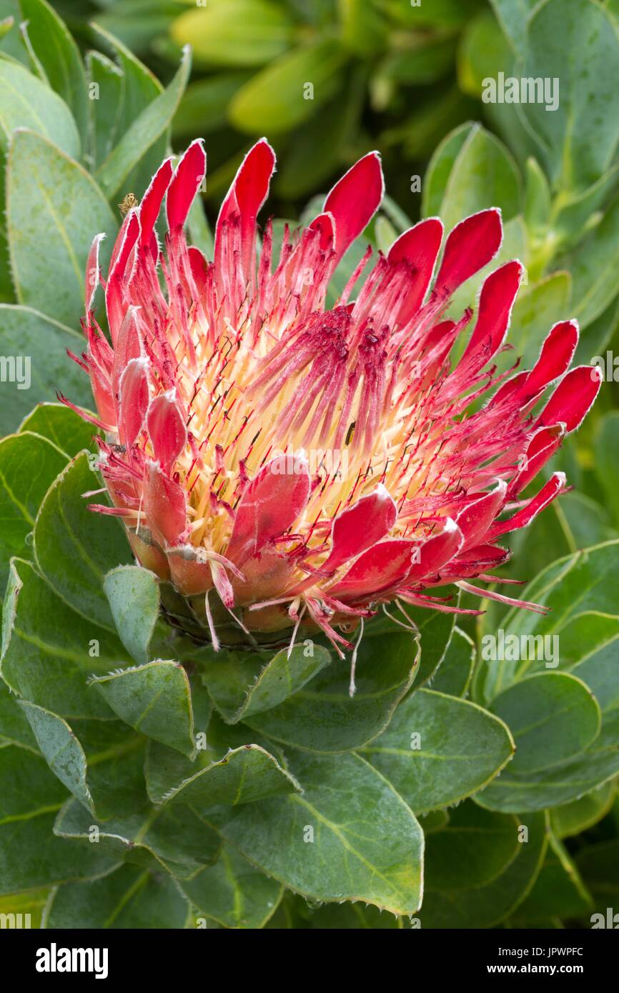 Prostrate Plant Stock Photos & Prostrate Plant Stock Images - Alamy