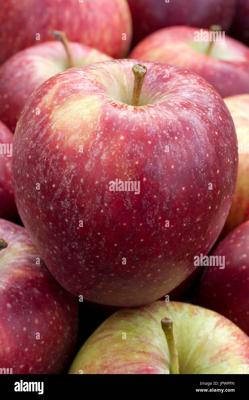 Malus domestica red delicious hi-res stock photography and images - Alamy