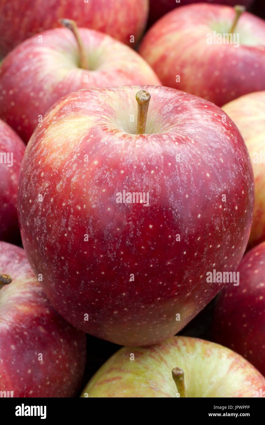 Malus domestica red delicious hi-res stock photography and images - Alamy