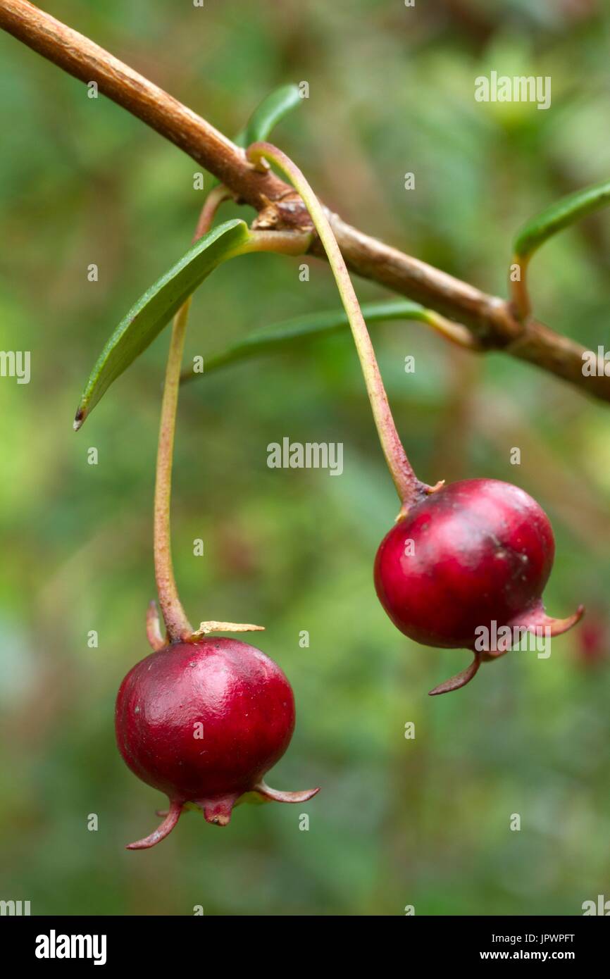 Red guava fruits hi-res stock photography and images - Alamy