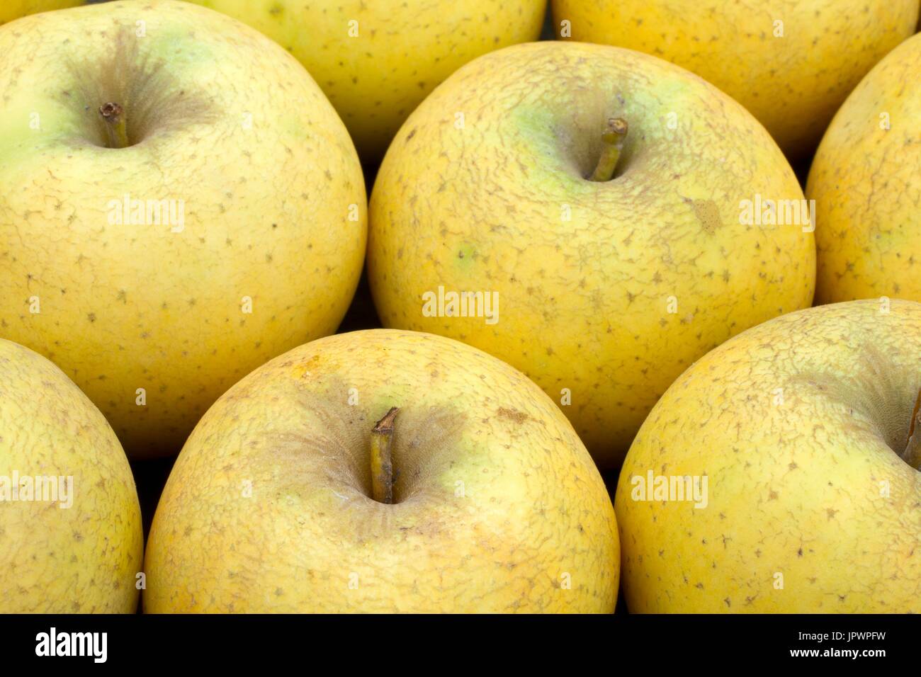 Apple 'Chantecler' - Obtention INRA Angers Stock Photo - Alamy