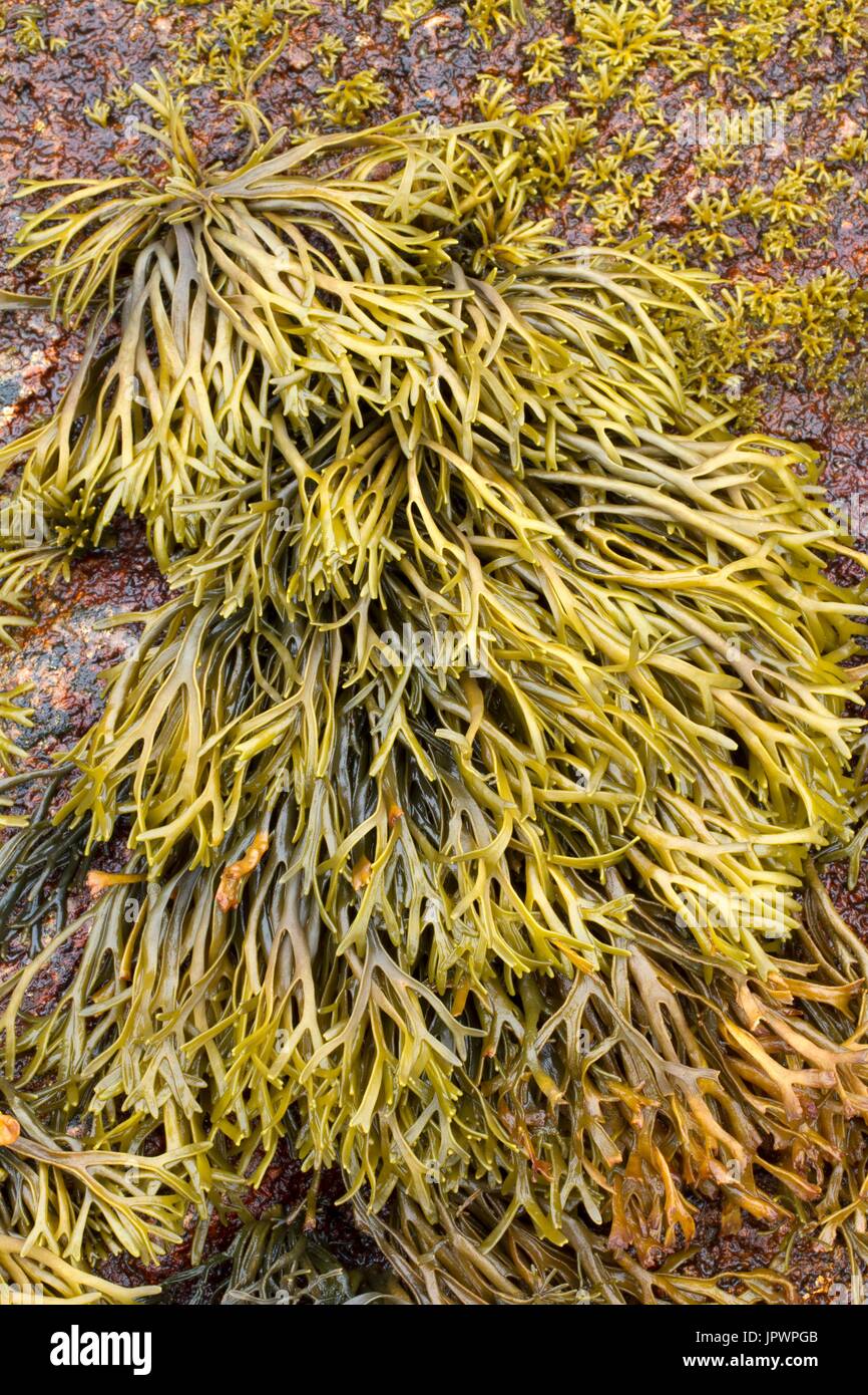 Brown alga phaeophyta hi-res stock photography and images - Alamy