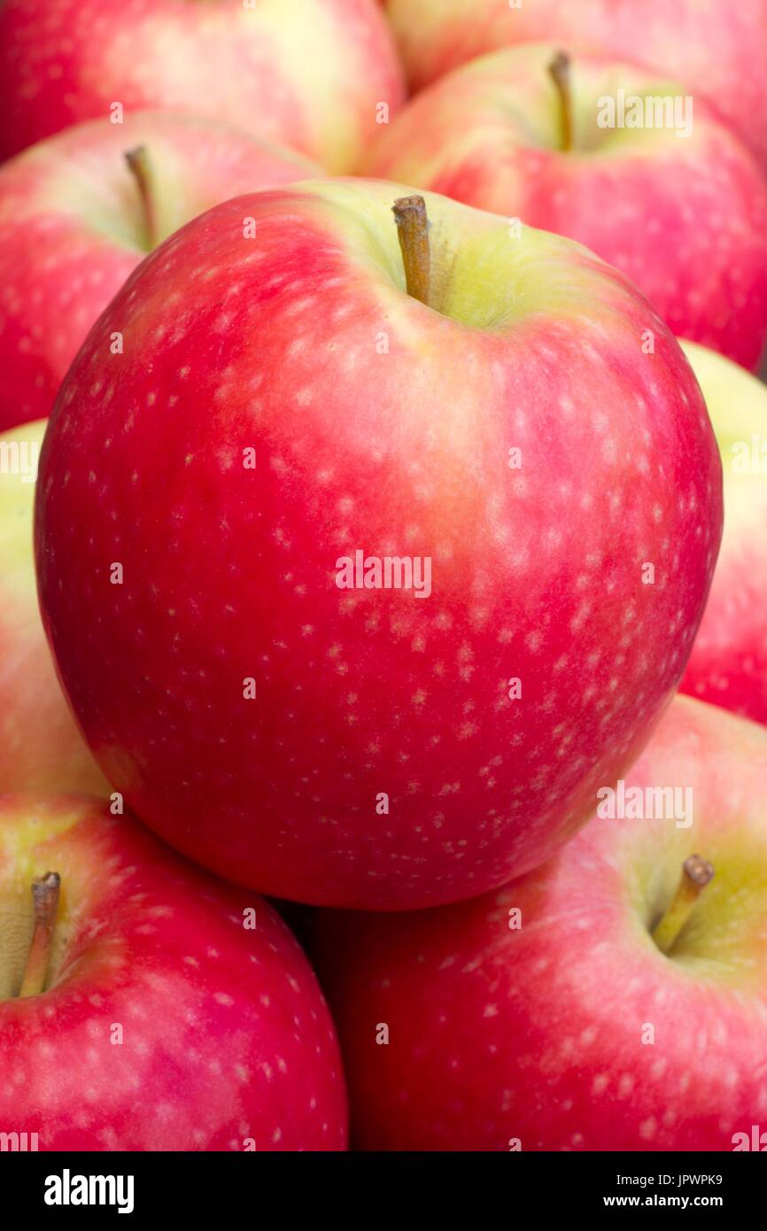 Apple 'Cripps Pink'. Nom commercial : Pomme Pink Lady Stock Photo - Alamy