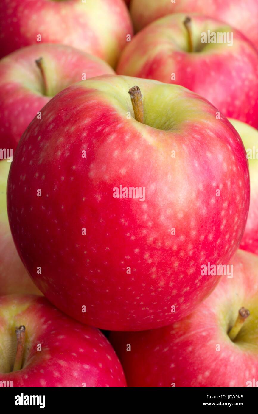 Apple 'Cripps Pink'. Nom commercial : Pomme Pink Lady Stock Photo - Alamy