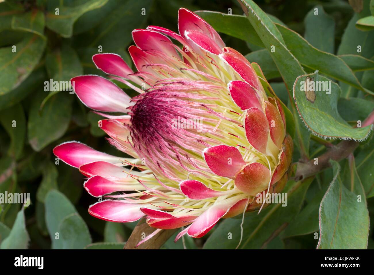 Protea 'Sylvia' in bloom in a garden (Protea eximia x P. susannae Stock ...