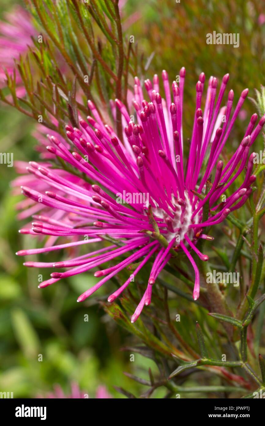 Rose Cone Flower in bloom - Isopogon formosus Stock Photo - Alamy