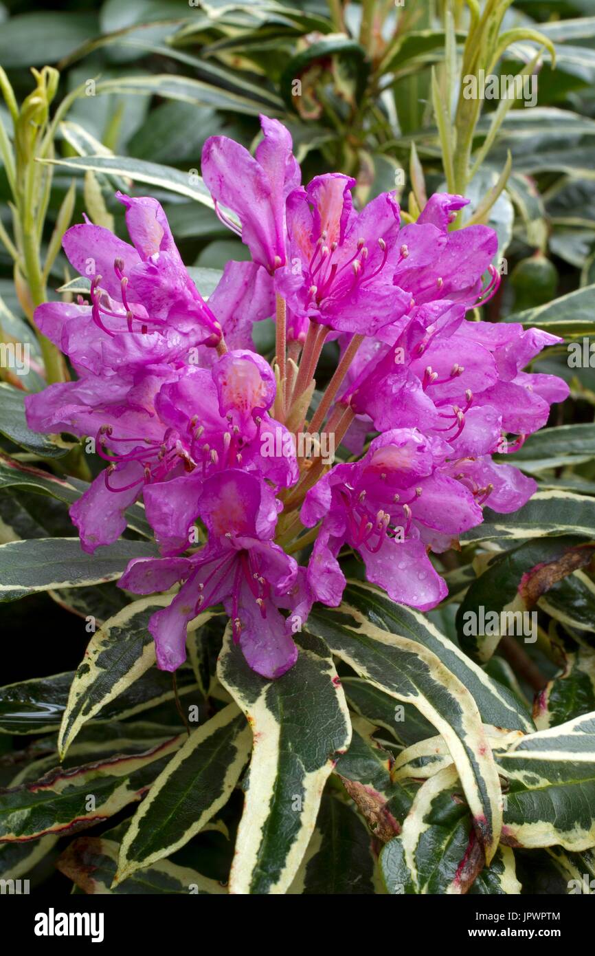 Pontic rhododendron 'Variegatum' in bloom Stock Photo - Alamy
